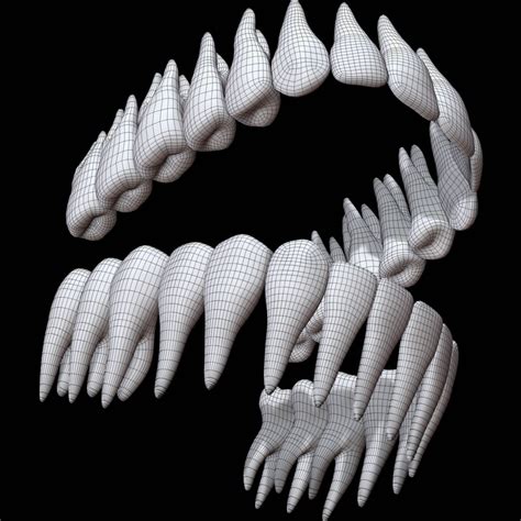 Teeth 3d Model