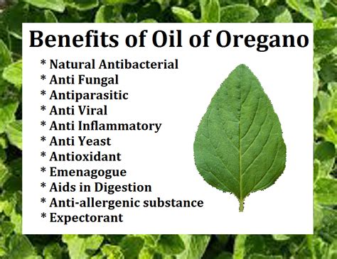 Oil Of Oregano Defeats The Cold Or Flu Within 24 Hrs