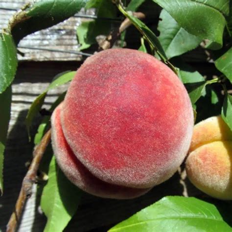 Red Haven Peach Food Forest Nursery