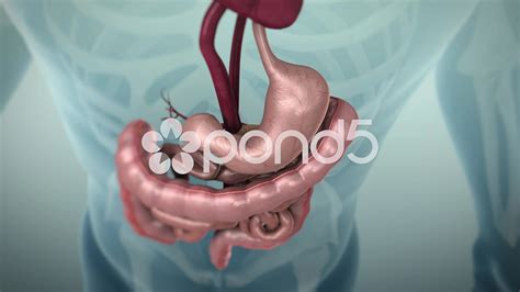 Human Digestive System Animation Video