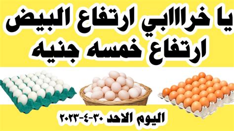 اسعار البيض اليوم سعر البيض اليوم الاحد ٣٠ ٤ ٢٠٢٣ في مصر Youtube