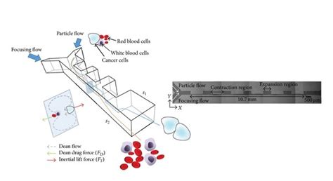 Types Of Hydrodynamic Cell Sorting A Pinched Flow Fractionation In Download Scientific