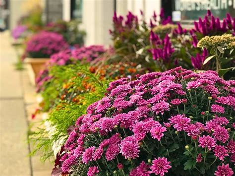 Fragrant Flowers And Houseplants That Keep Bugs Away