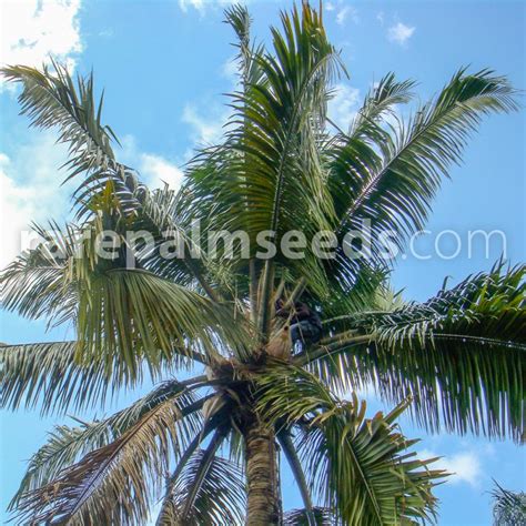 Attalea Crassispatha Carossier Palm Buy Seeds At