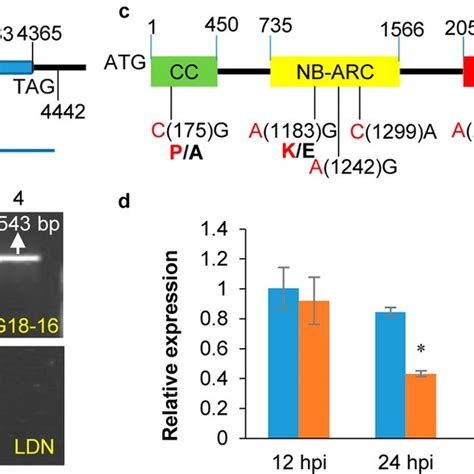 Zhiyong Liu Professor Full Ph D Institute Of Genetics And Developmental Biology Cas