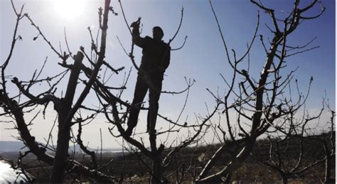 修剪果树正当时 今日邹城