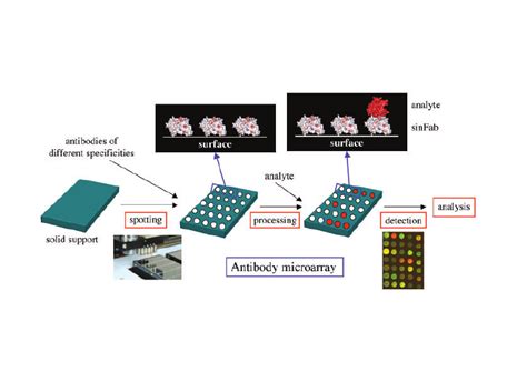 Antibody Microarray Setup Download Scientific Diagram