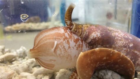 Cone Snail Feeding Session At The Institute For Molecular Bioscience