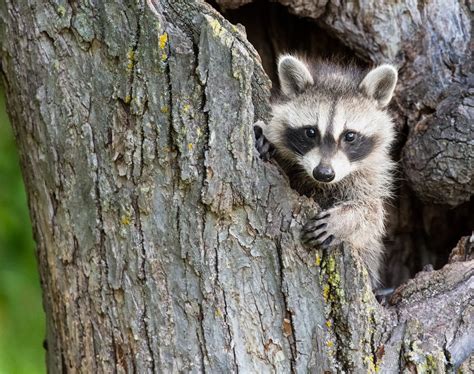 Raccoons The Masked Bandits That Steal Our Hearts And Leftovers
