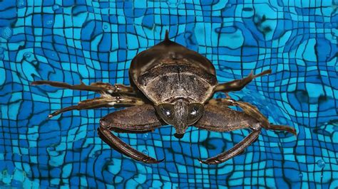 Beware Of This Giant ‘toe Biting Water Bug This Summer The Weather Network