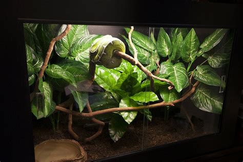 Green Tree Python Care Sheet Wiki Reptiles Amino