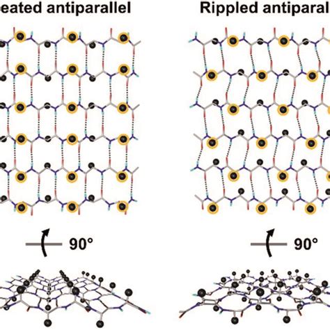 Pleated And Rippled Antiparallel Periodic β Sheet Layers Hypothesized Download Scientific