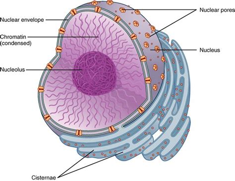 Download Scientific Diagram Nucleolus In The Nucleus From Publication Difference Between