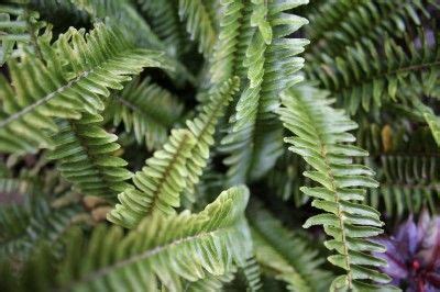 Boston Fern Leaf Drop Why Leaflets Fall From Boston Fern Plants