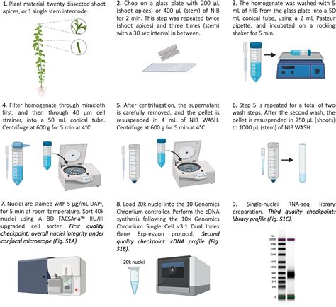 A Robust Method Of Nuclei Isolation For Single Cell Rna Sequencing Of Solid Plant Tissues Rna