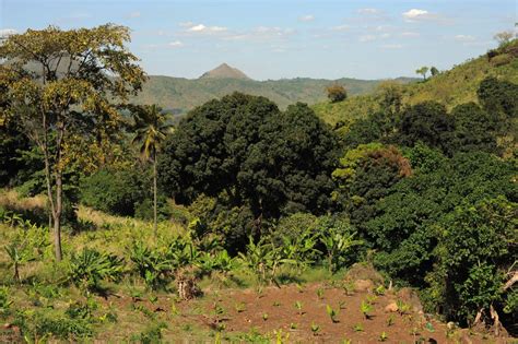 Enhancing Sustainable Forest Landscapes And Tackling Commodity Driven Deforestation Through