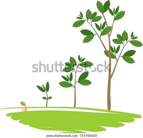 씨앗의 성장 단계 스톡 벡터로열티 프리 719700610 Shutterstock