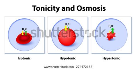 Eritrocytes Images Stock Photos Vectors Shutterstock