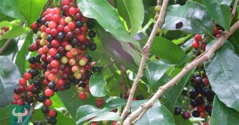 That Generous Bugnay Tree Rigorotage