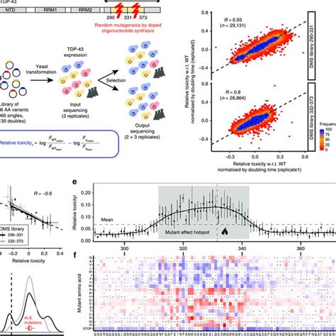Variant Effect Prediction And Feature Importance Scores A Schema Of Download Scientific