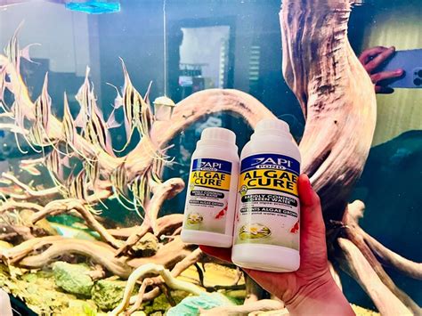 Api Algae Cure Pond 500ml Chiết Mỹ Đình Aquarium