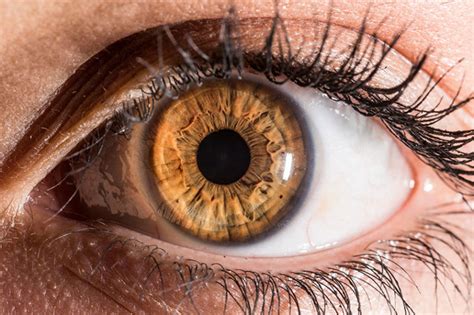 10 Surprising Facts About Hazel Eyes Factspedia
