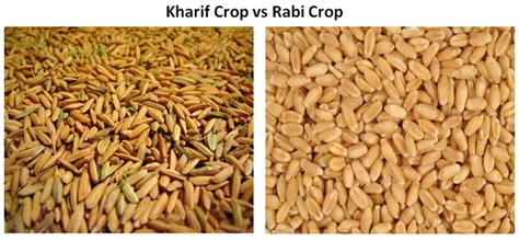 Difference Between Kharif Crops And Rabi Crops With Examples Major