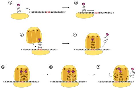 Structure Dun Arnt Et Complémentarité Codon Anticodon Planet Vie