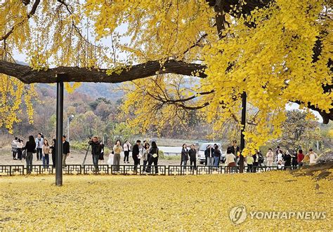 웅장한 노란빛 반계리 은행나무 연합뉴스