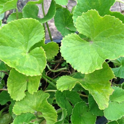 Centella Asiatica Growwild
