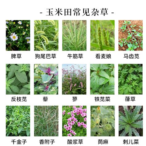 玉米除草剂烟嘧莠去津氯氟吡氧乙酸禾阔双除死草烂根神剂安全正品 虎窝淘