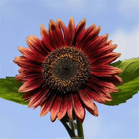 13 Fun And Interesting Facts About Sunflower Plants