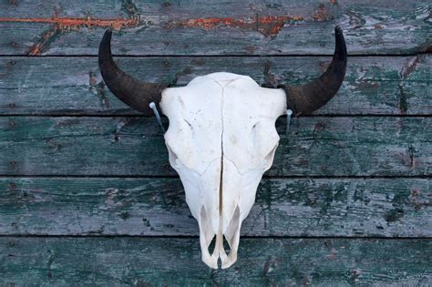 Natural Bison Skull Bison Du Nord
