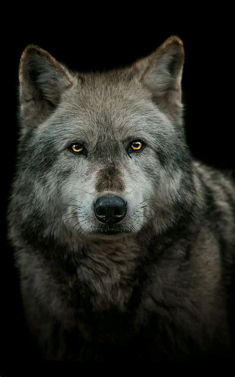 Pin By Bill Kraft On Amazing Animals Alpha Male Wolf Pictures Wolf