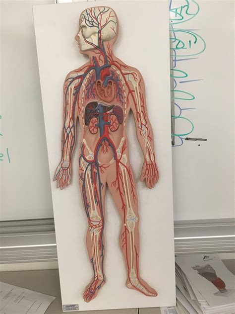 Venous Return Diagram Quizlet