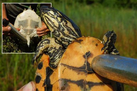 Sex Toy Company Apologises For Accidentally Recording Audio Of People Using Its Product