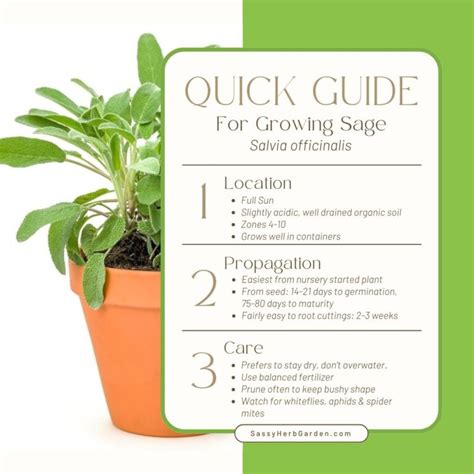 how to grow sage a beginner s guide to easily cultivate sage