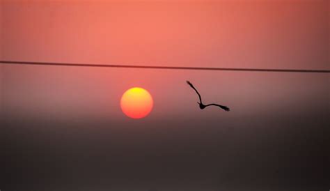 일몰 태양 새 Pixabay의 무료 사진 Pixabay