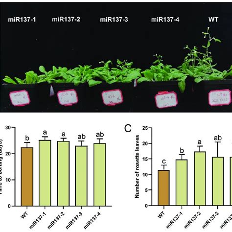 Phenotypic Analysis Of Transgenic Arabidopsis Plants Overexpressing