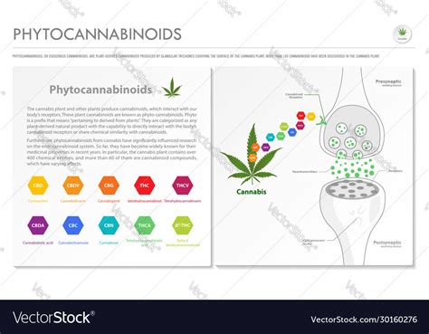 Phytocannabinoids Horizontal Business Infographic Vector Image
