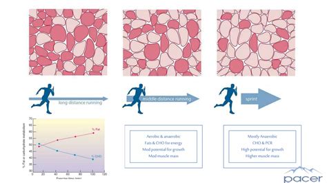 Basics Of Exercise Physiology Pptx