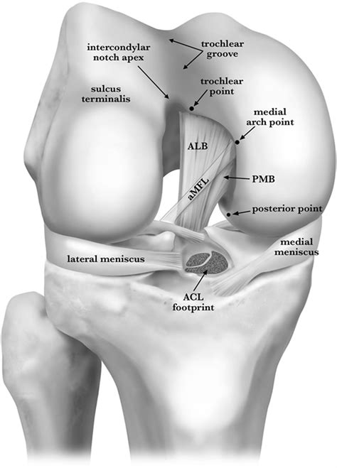 Acl Anatomy