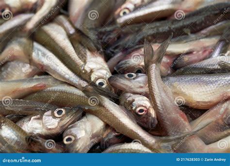 Background Of Fresh Raw Smelt Fish Caught In The Sea Stock Image
