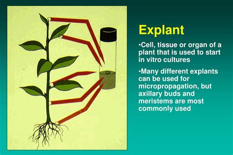 Ppt Micropropagation Powerpoint Presentation Free Download Id1081531