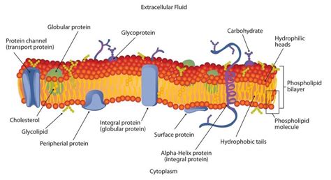 1 Structure Of Cell Membrane The Cell Membrane Is A Highly Complex