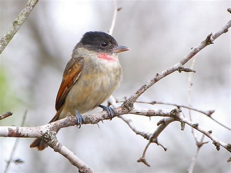 World Class Birding In Patagonia Visit The Sky Islands Of Arizona