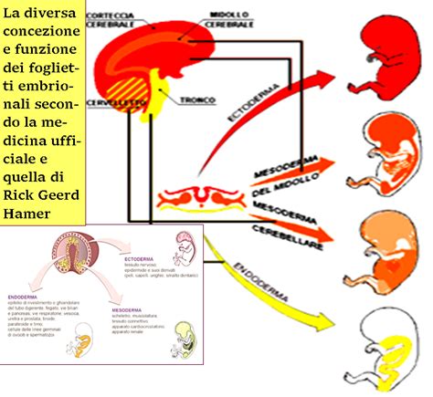 La Passeggiata Delle Cattive Il Filogenico Dei Foglietti Embrionali Nella Individuazione Della
