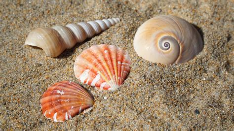 Where Do Seashells Come From National Inventors Hall Of Fame®