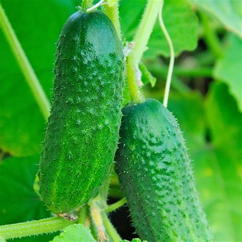 Pickling Cucumbers Varieties Ideal For Pickling Garden Dill