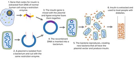 Production Of Insulin Using Genetic Engineering At Donna Mang Blog